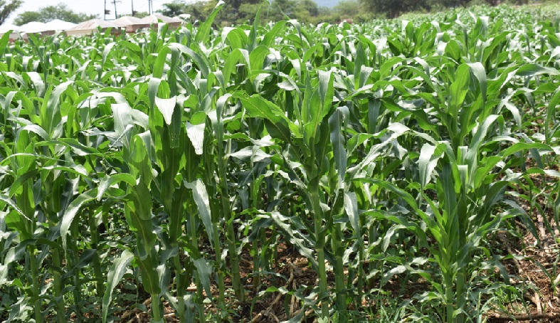 Successful maize production requires right practice of planting